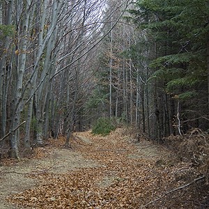 A new touristic attraction in Vanatori Natural Park